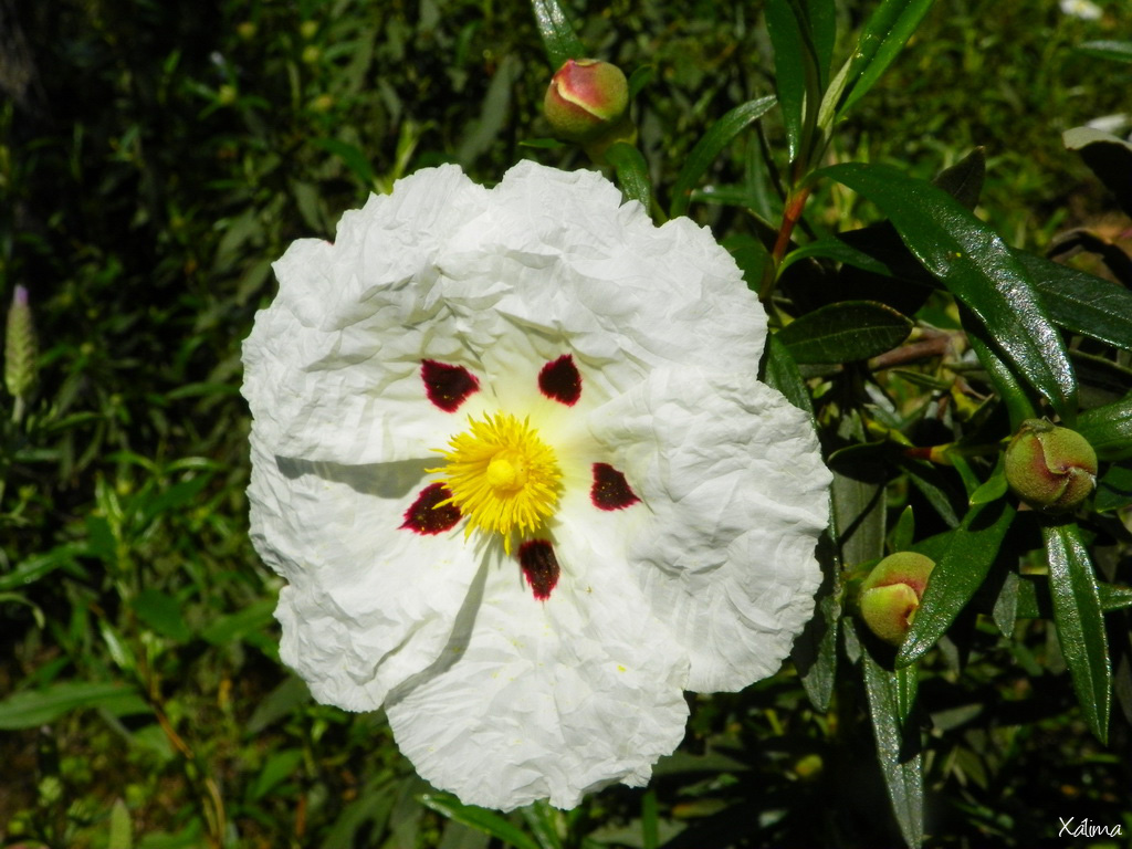 Xálima blog: FLOR DE JARA