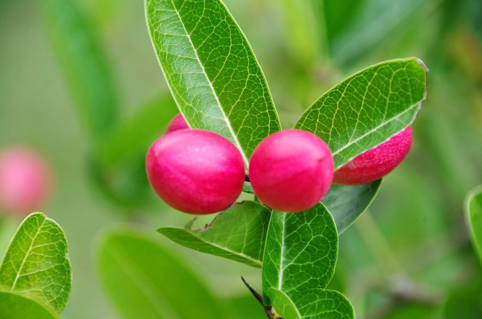 Trees and Plants: Karonda (Carissa Carandas)