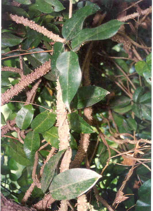 MANFAAT KAYU RAPAT ~ INFO HIDUP SEHAT