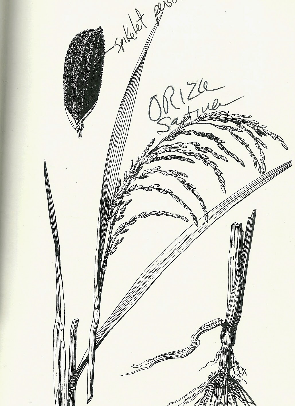 Flora de Puerto Rico Ilustrada Papo Vives: POACEAE ORYZA SATIVA ARROZ