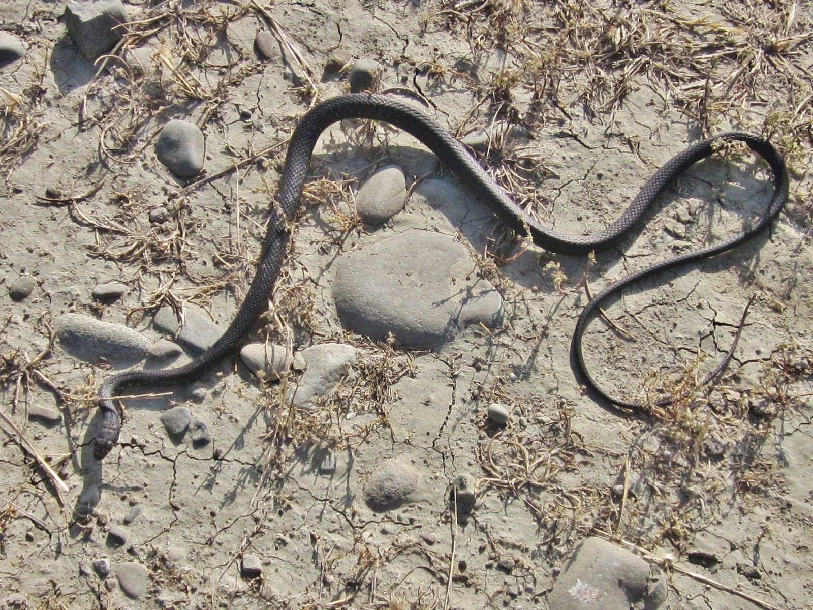 Biodiversity of Cyprus by NGO Protection of the Natural Heritage and ...