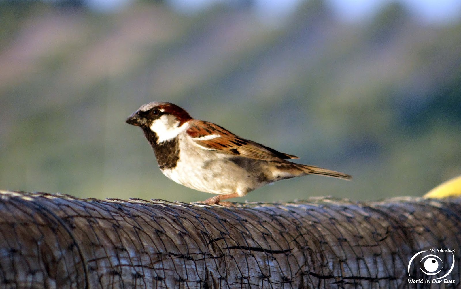 Os Rikinhus: Família "Passeridae"