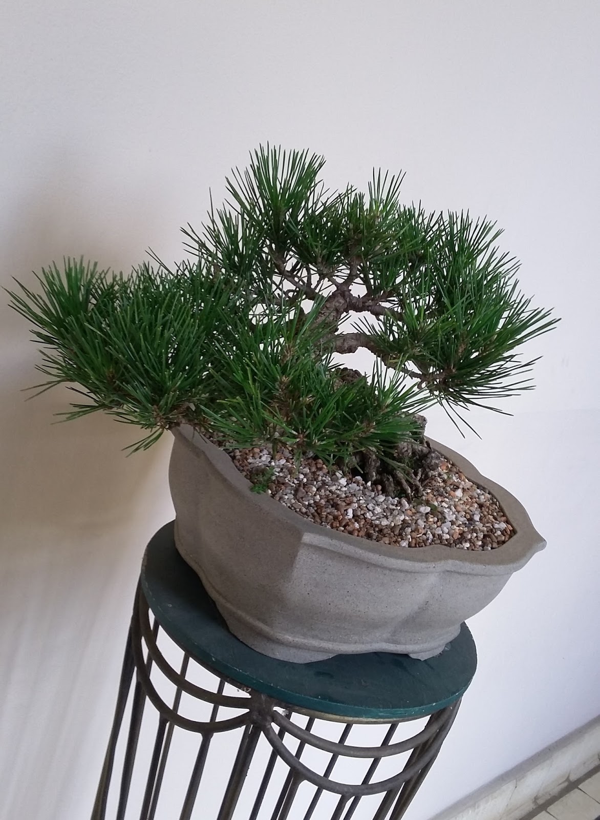 Antonio Fabiano: BONSAI (11) - KUROMATSU ou PINHEIRO-NEGRO-JAPONÊS