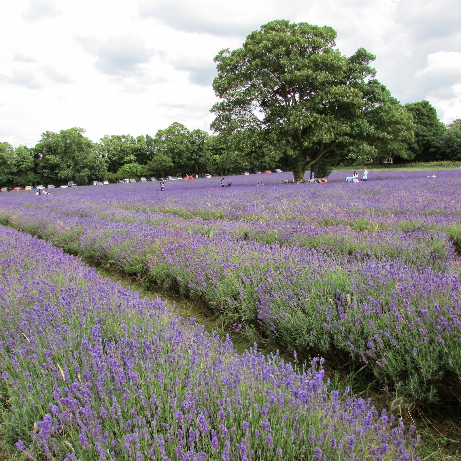 Mayfield Lavender Farm - London's Sea of Pretty Purple Farm That's Free ...