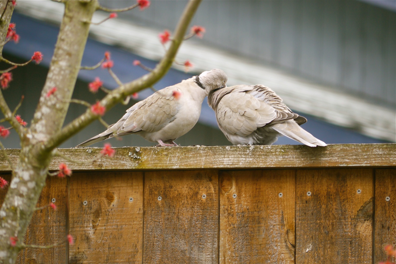 Willamette Valley Backyard Birds: Red-Breasted Sapsucker, Eurasian ...