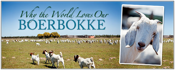 Autumn Olive Farms: Our Boer Bok have gone back to their roots...