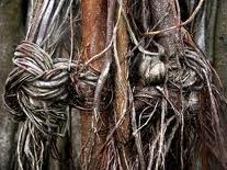 Biologia Vegetal: ÓRGÃOS VEGETAIS