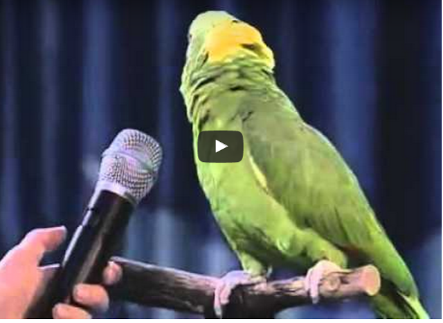 Unbelievable Singing Parrot
