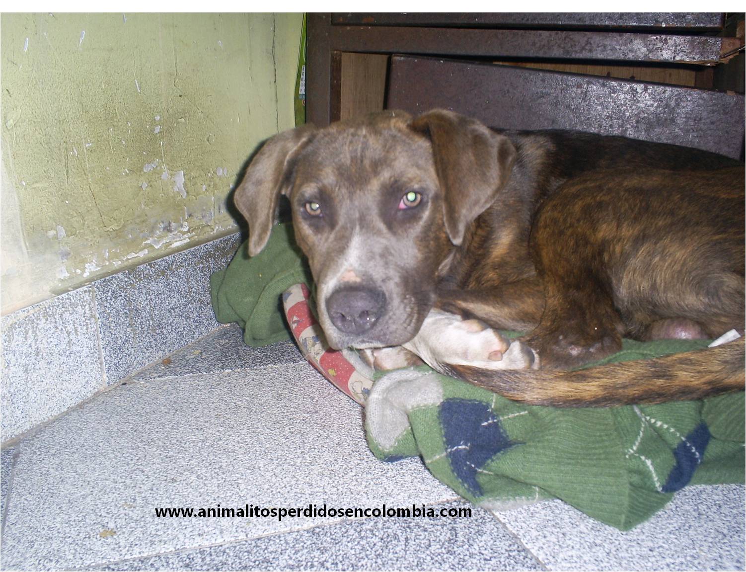 Animalitos Perdidos en Colombia: ENCONTRADO BOGOTÁ-PERRO CRUCE PITBULL ...