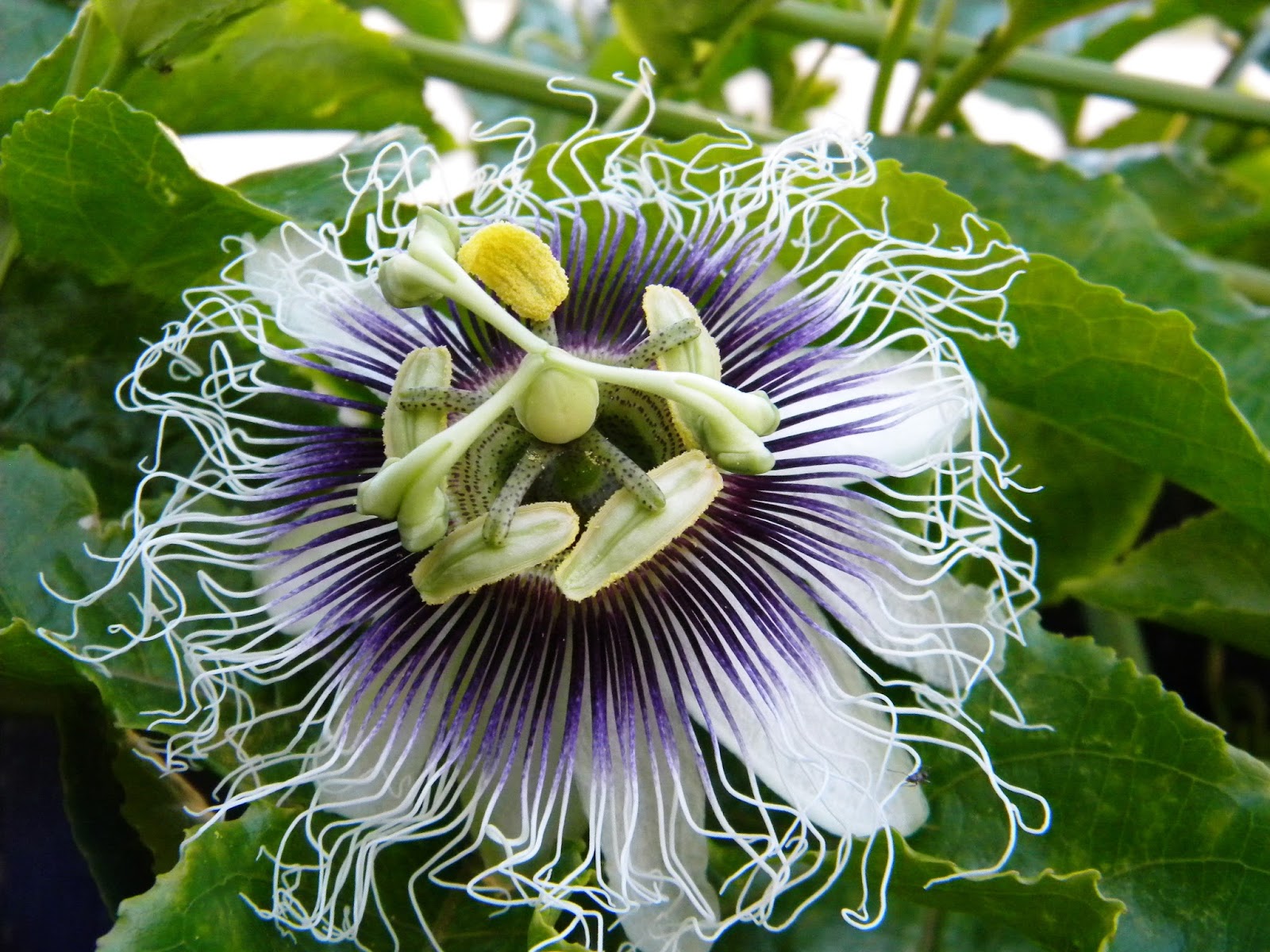 500+ variedades de parcha