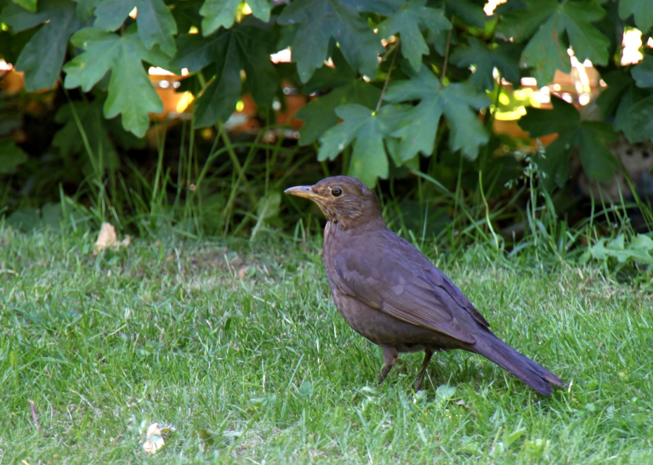 Natuurfotografie May Basten: Merel