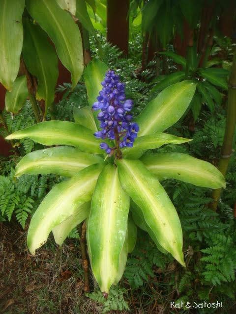 Our Adventures in Japan: blue ginger