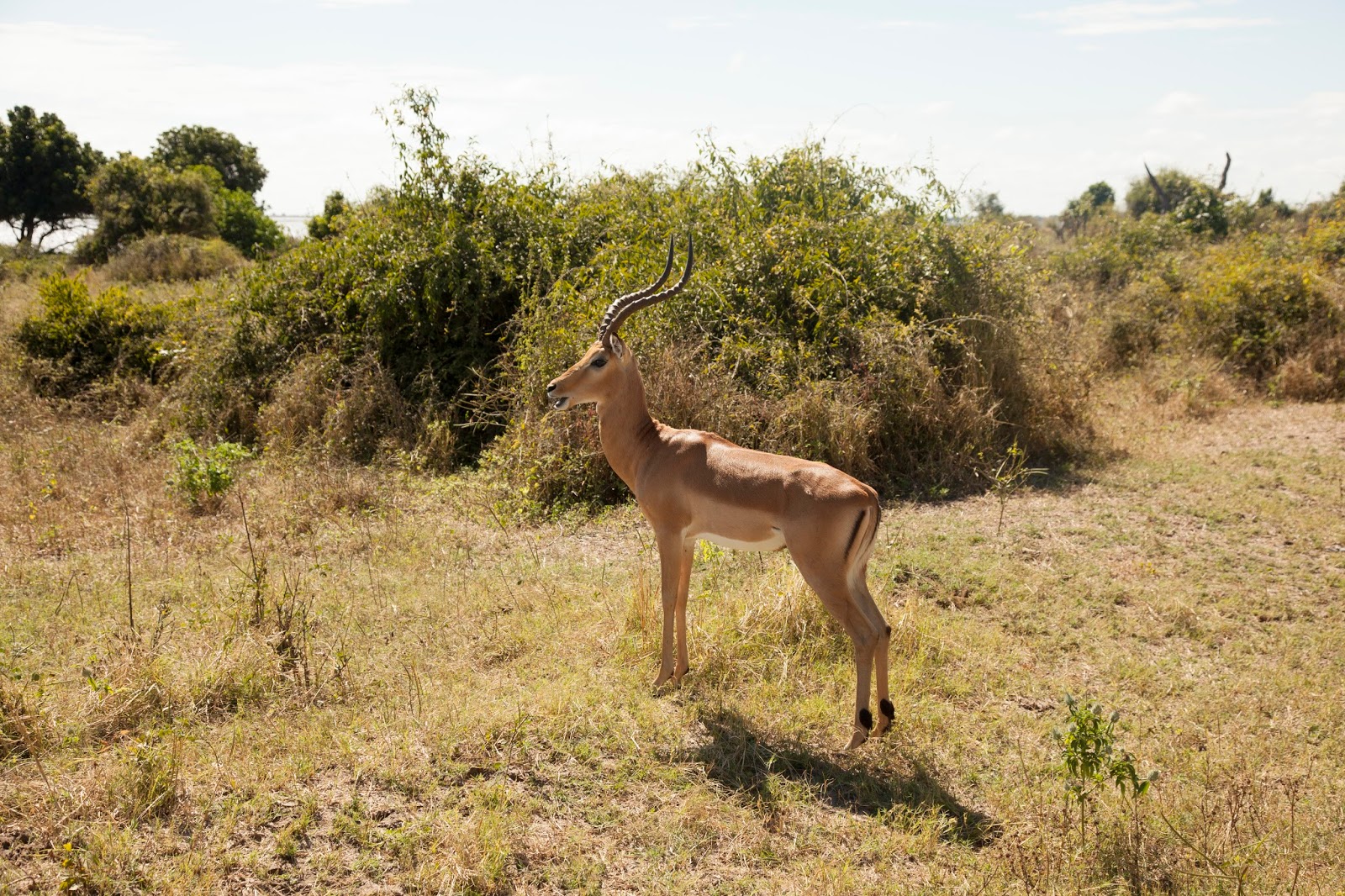 Travels with Craig and Jeri: AFRICA 2017 Days 6-12