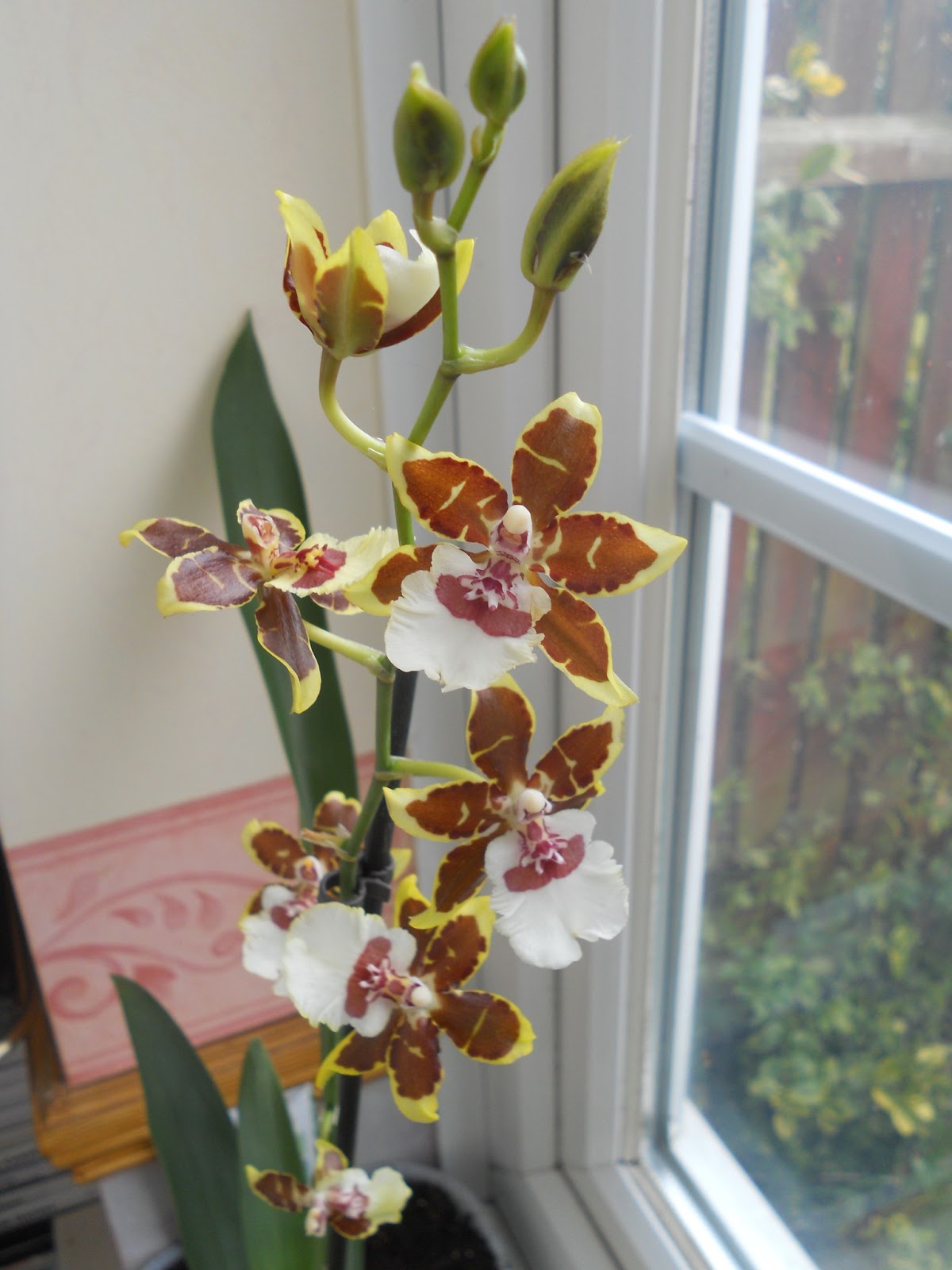 Motley Monroe's Crystal Maze