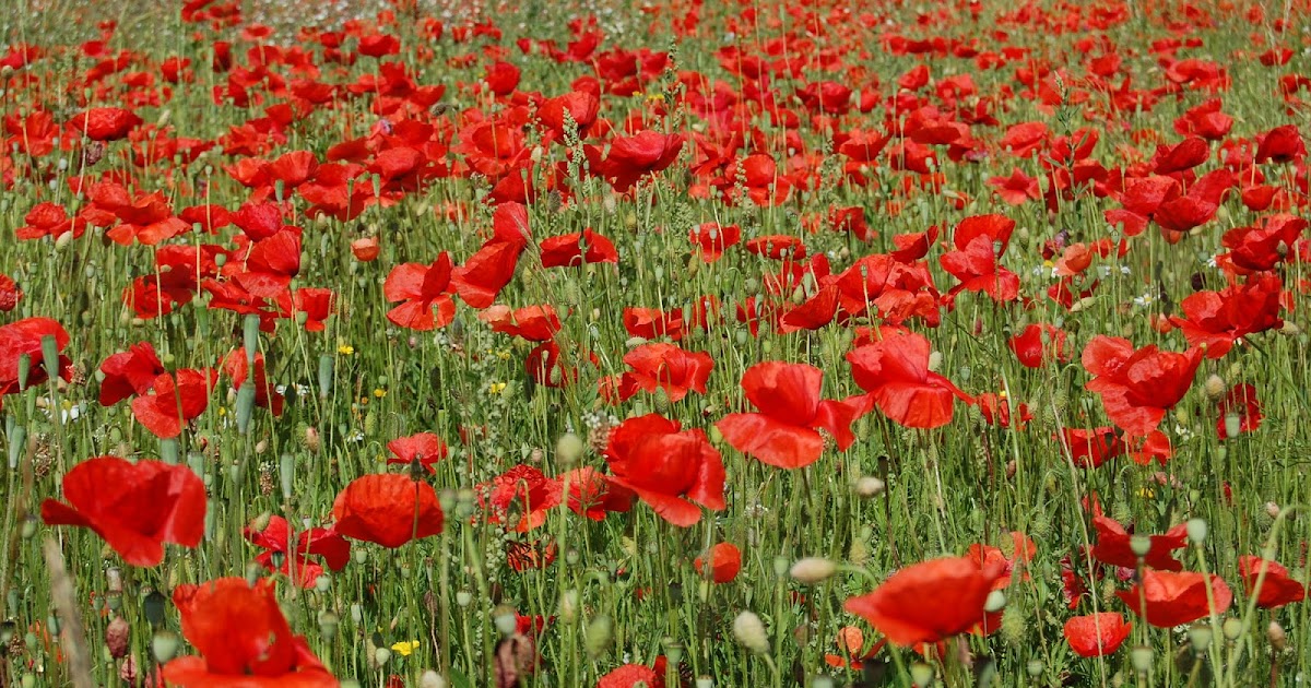 Shoreline Area News: Story of the VFW “Buddy” Poppy