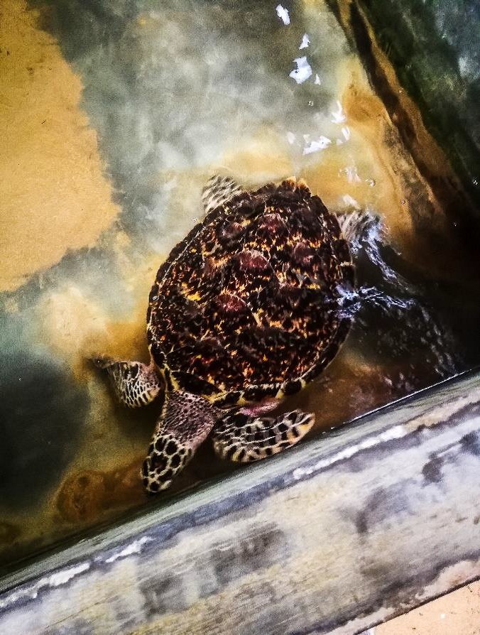 Diary of Wayfarer- Balapitiya & Mirissa