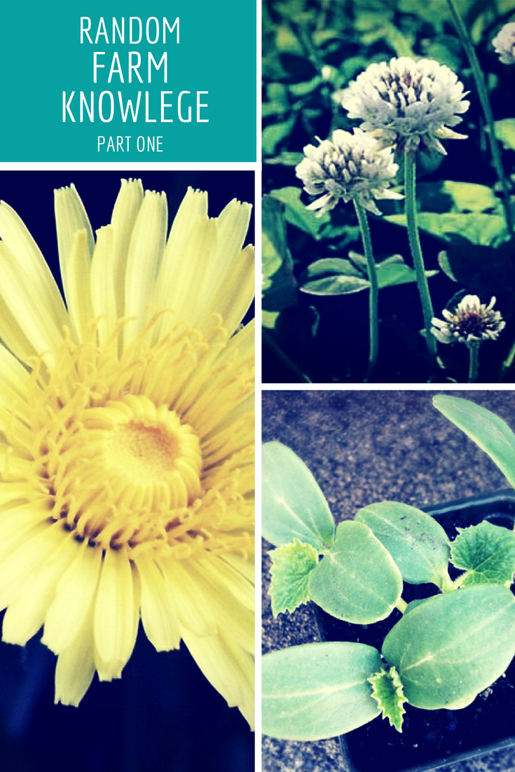 The College Gardener: Random Farm Knowledge: Part 1