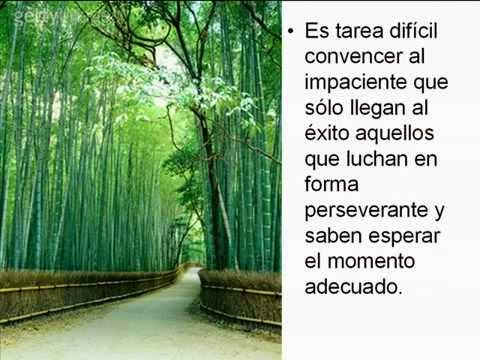 Salud y Negocios: EL ROBLE Y EL BAMBU