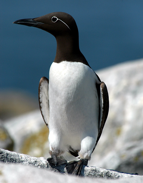 Beauty of Nature : Uria Aalge (Common Murre, Guillemot)