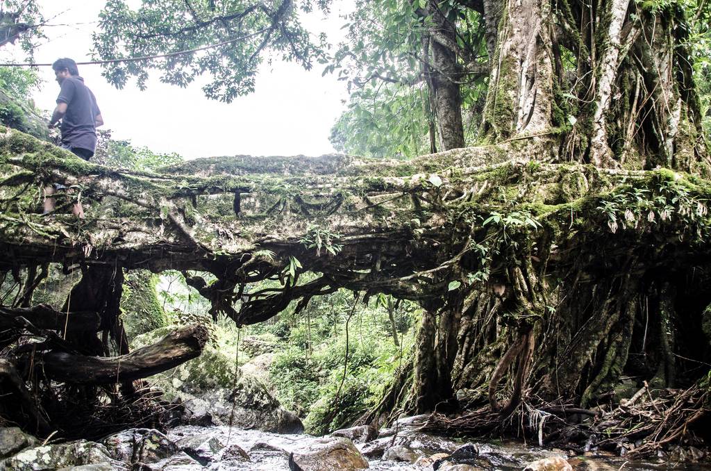 The Living Root Bridges of India ~ Kuriositas