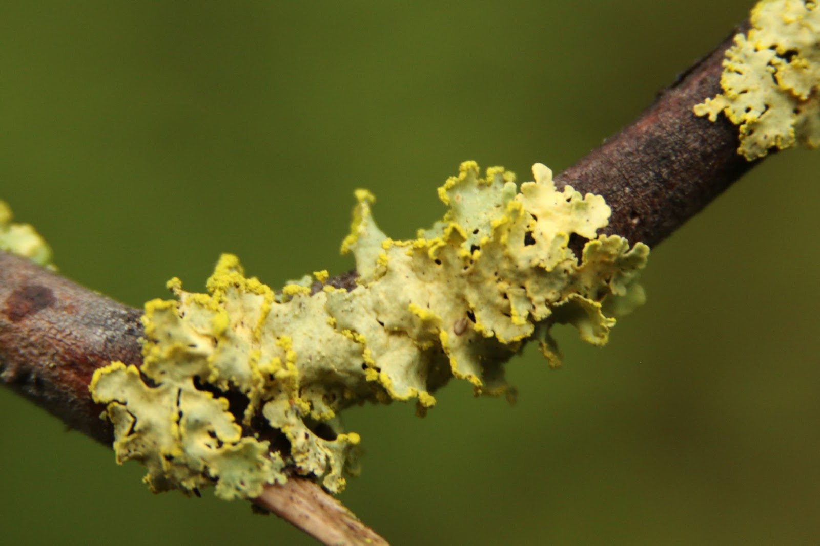 Nomadic Newfies: Crustose, Foliose and Fruticose