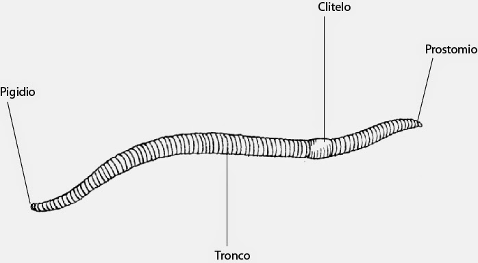 el moderno prometeo: Filo Annelida: Anélidos o Gusanos Anillados.