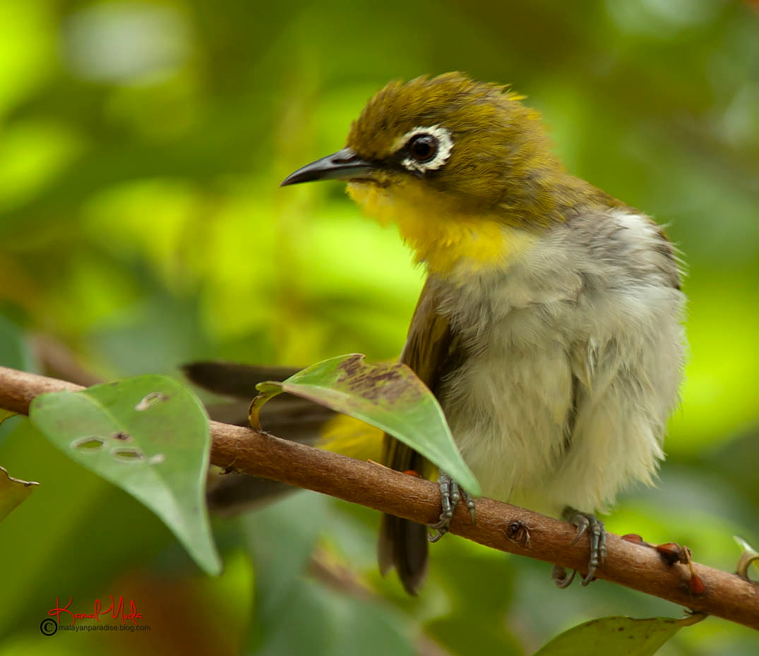 SOUTH EAST ASIA BIRDS - Malaysia birds paradise: August 2013