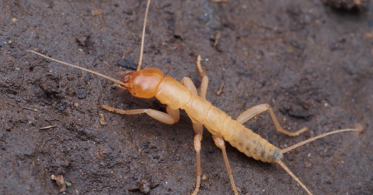 小さな隣人たちの世界: ガロアムシ目 Order Grylloblattodea