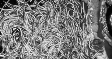 VET DRUGS : Parascaris equorum