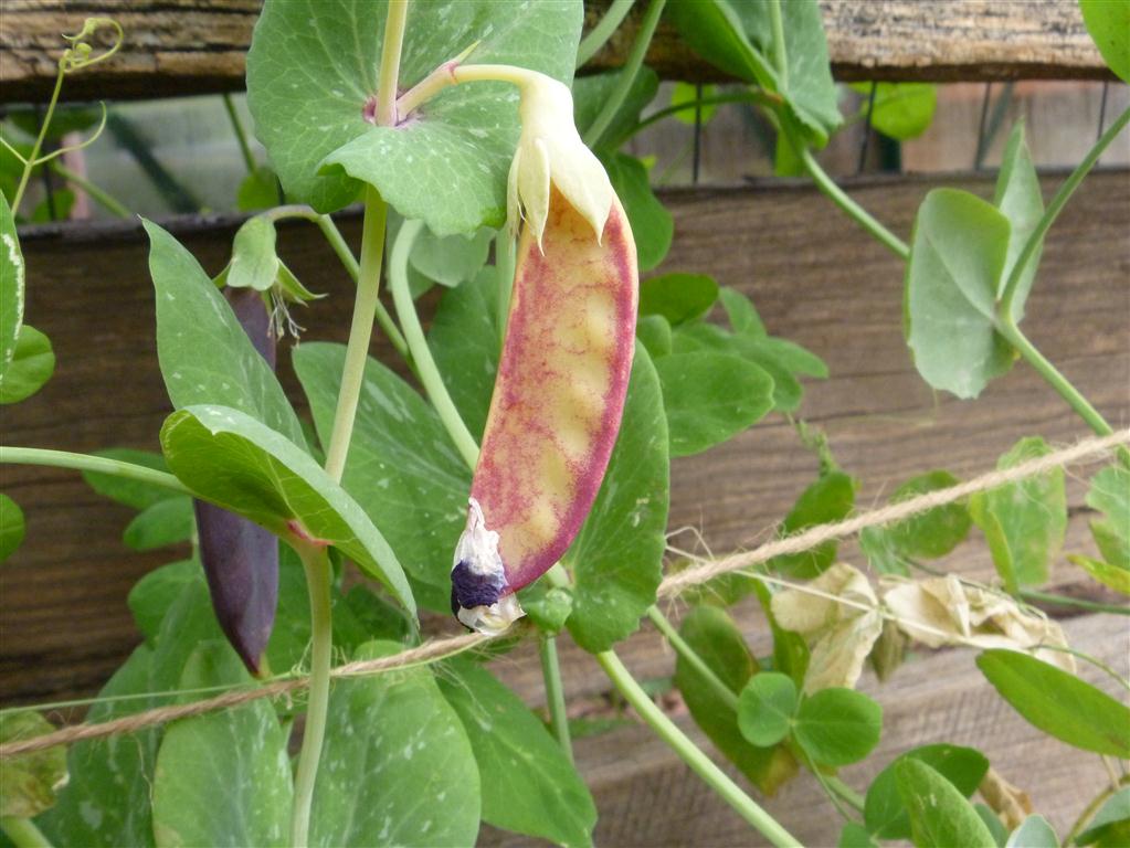 Templeton's Mendelania: Red Podded Pea Project