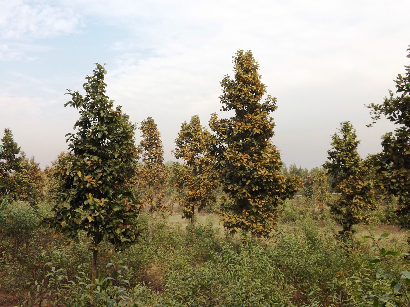 Shal or Sal, Shorea robusta