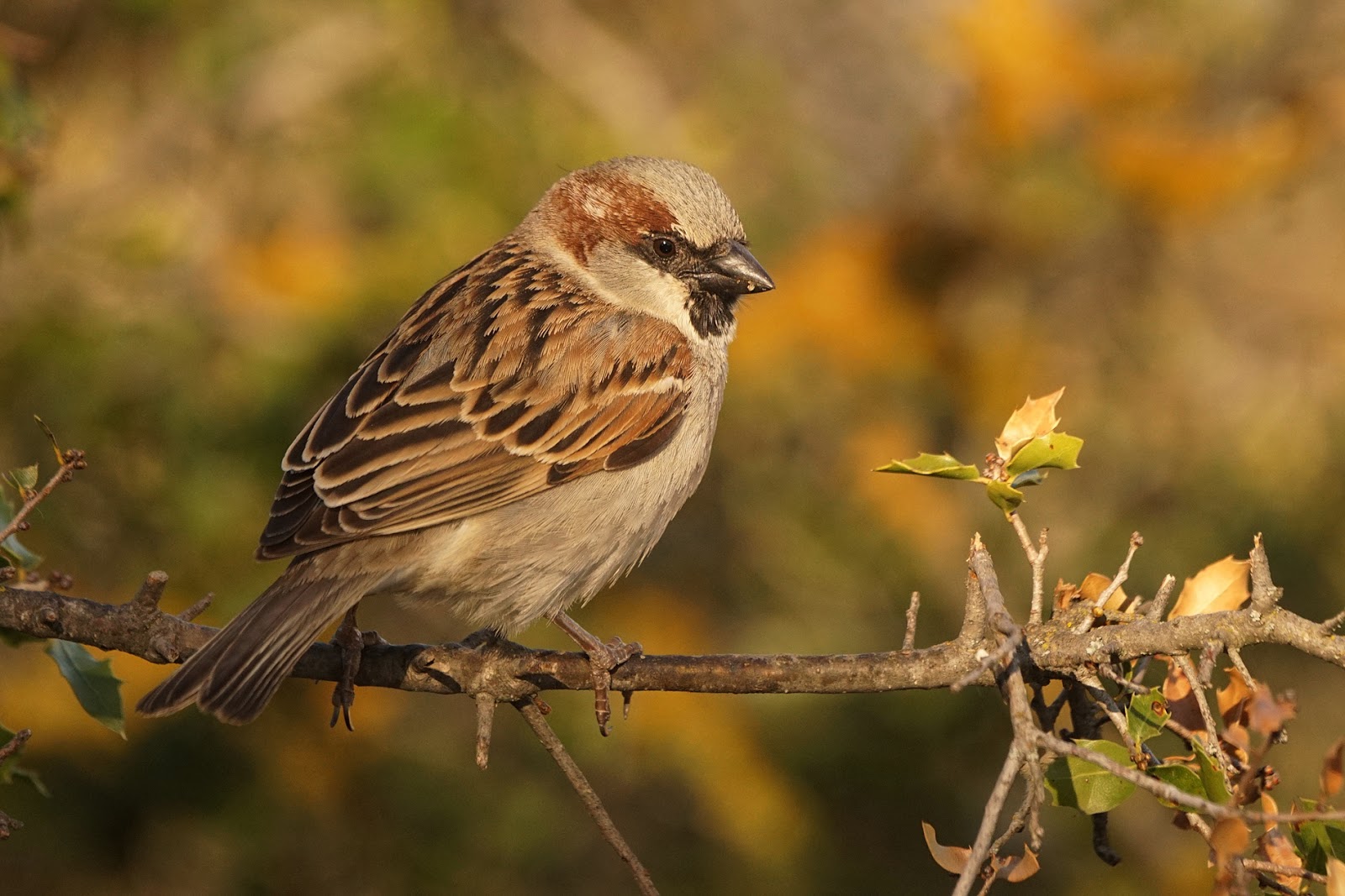 Pasión por las aves: Gorrión común.(Passer domesticus)