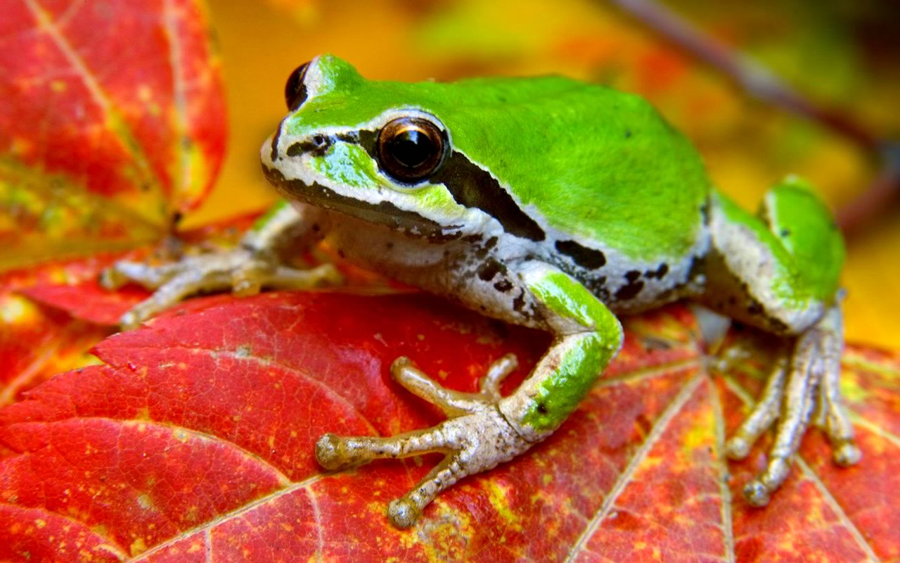 Fotos de animales: 25 wallpapers de ranas y sapos (2)