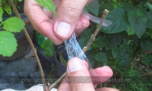 Practical Gardening: Cleft Grafting, Top-Wedge Graft or V-Graft - Part 3
