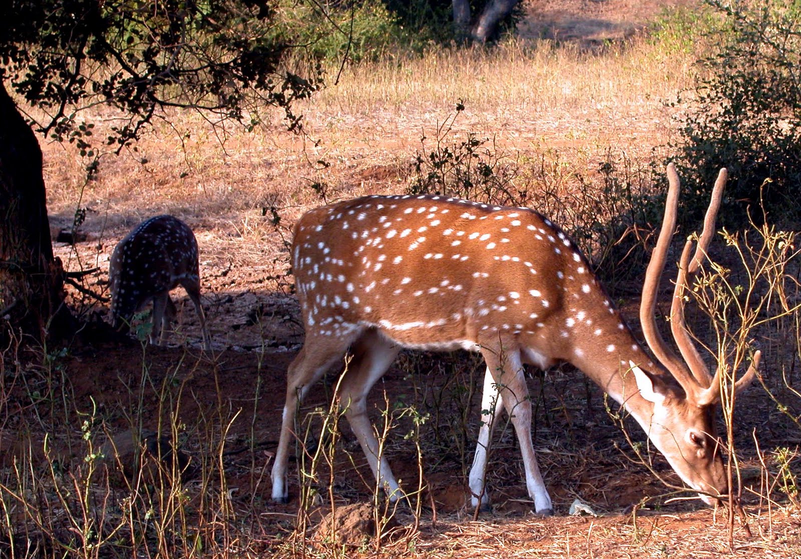 Gir National Park | Sasan Gir