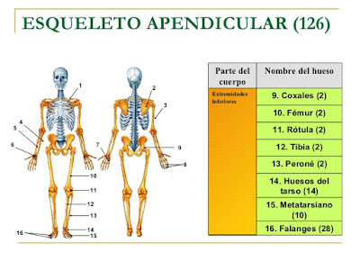 Sistema Oseo: Esqueleto Apendicular