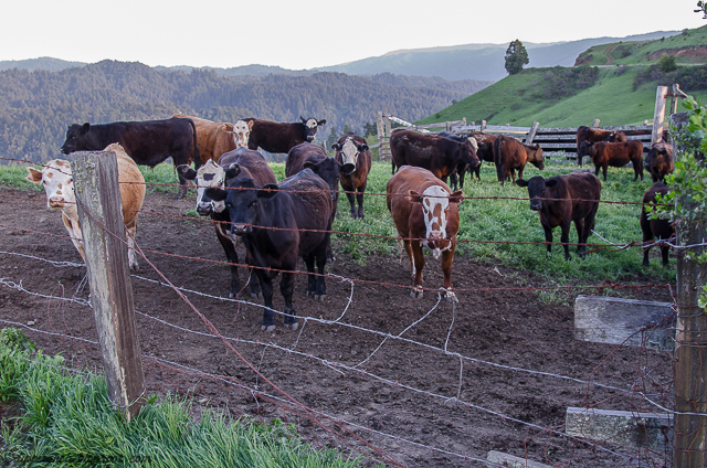 Dipper Ranch: Big Red Is Down