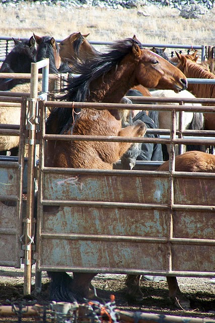 Save the Mustangs: Photos of BLM Roundups
