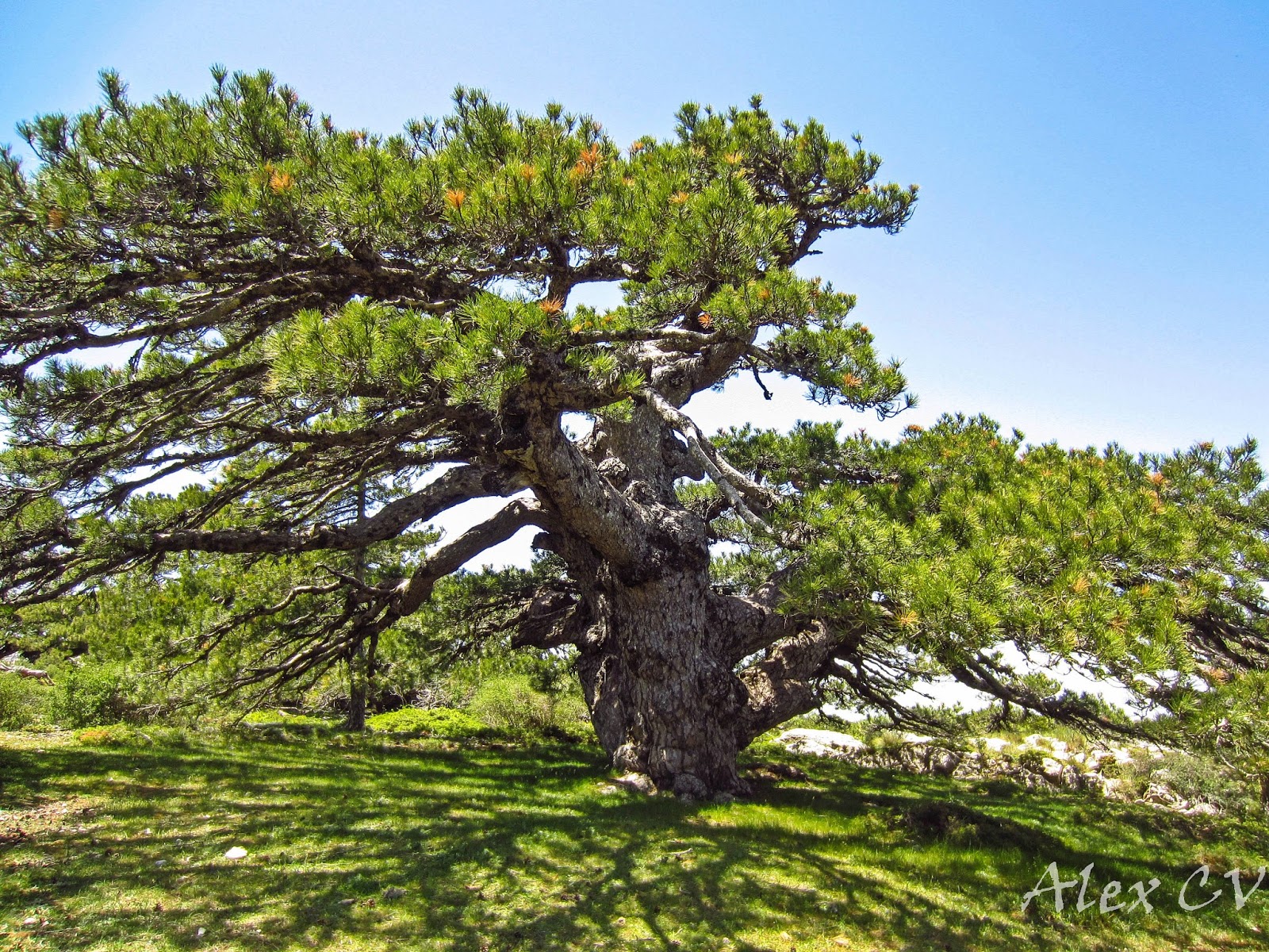 POR LOS CERROS DE ÚBEDA: TEJOS MILENARIOS, AGUILÓN DEL LOCO Y PINO DE ...