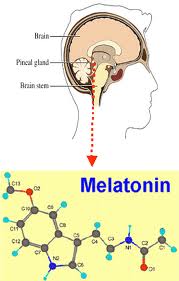 Blog Dr. Carlos: Melatonina