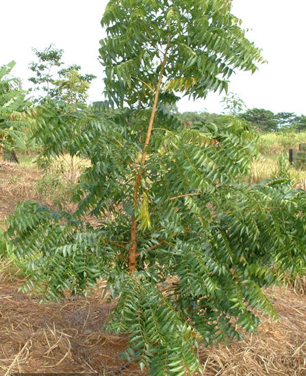 Ayurveda is fast becoming a household: June 2011