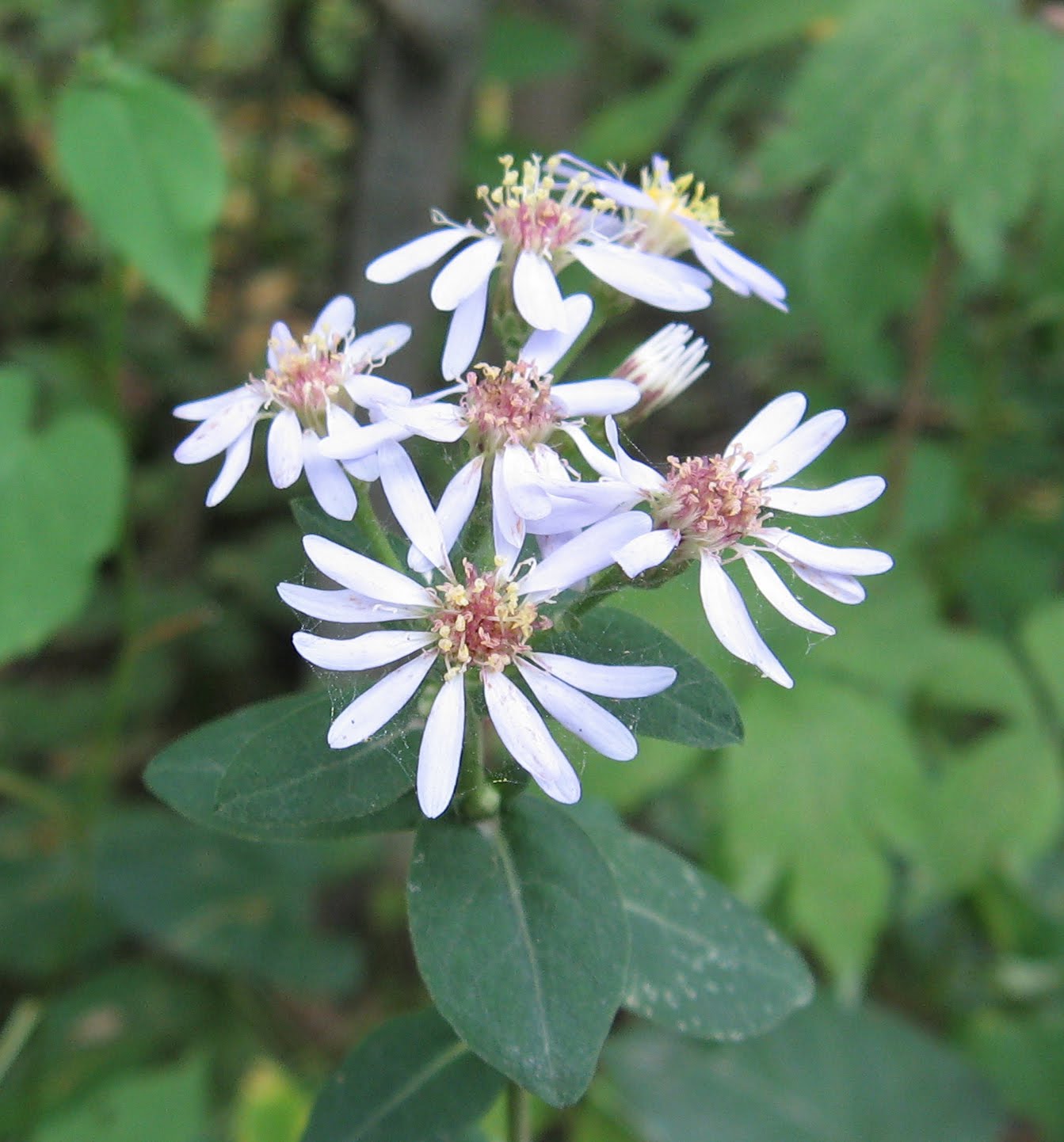Tangled Web: An Assemblage of Autumn Asters