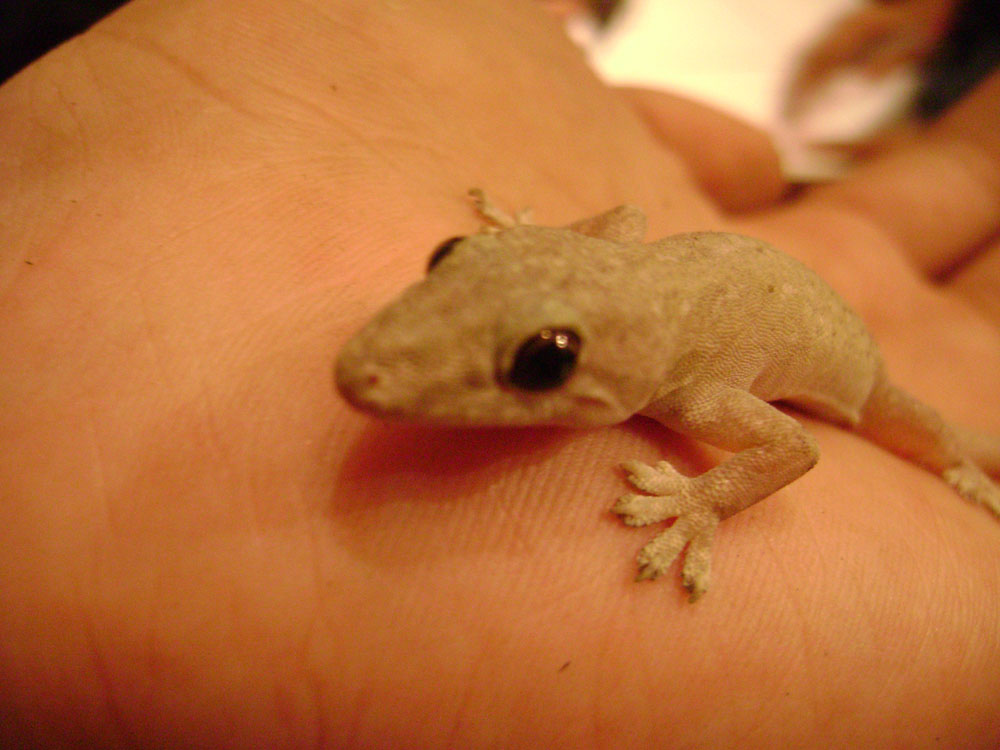 Hewan-Hewan Unik di Dunia | Pendidikan 60 Detik