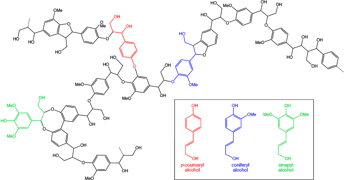 How about Lignin?: Lignin structure