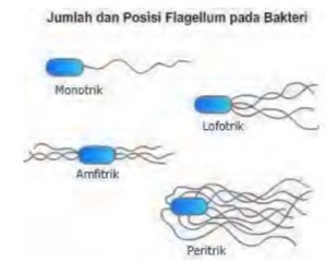 AsalSharing: IDENTIFIKASI BAKTERI | asalshareinfo