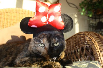 La ciudad de los gatos: Érase una vez... un gato vestido de princesa