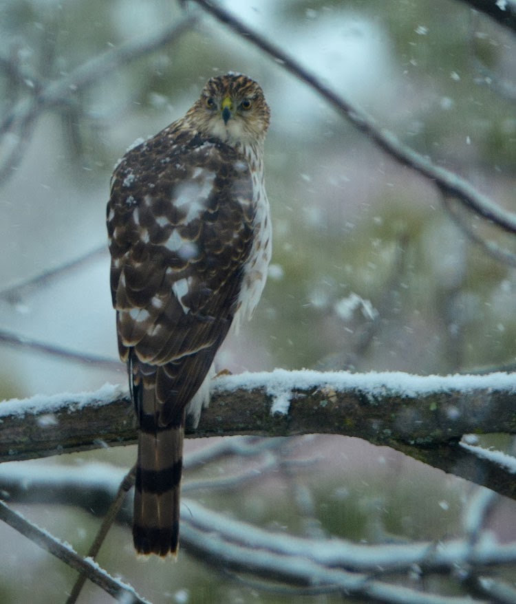 Red and the Peanut: Juvenile Cooper's Hawk in the snow...