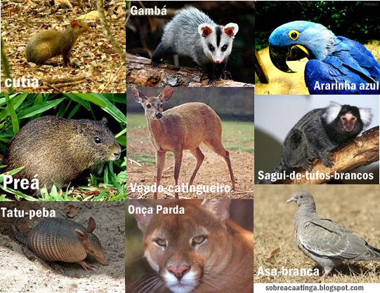 Exclusividade do Brasil - A Caatinga: A Fauna