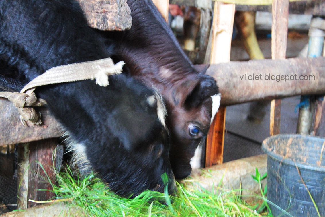 v1olet - my favorite things: Travel : Wayang Windu, 31 Dec 2011 - Ke ...