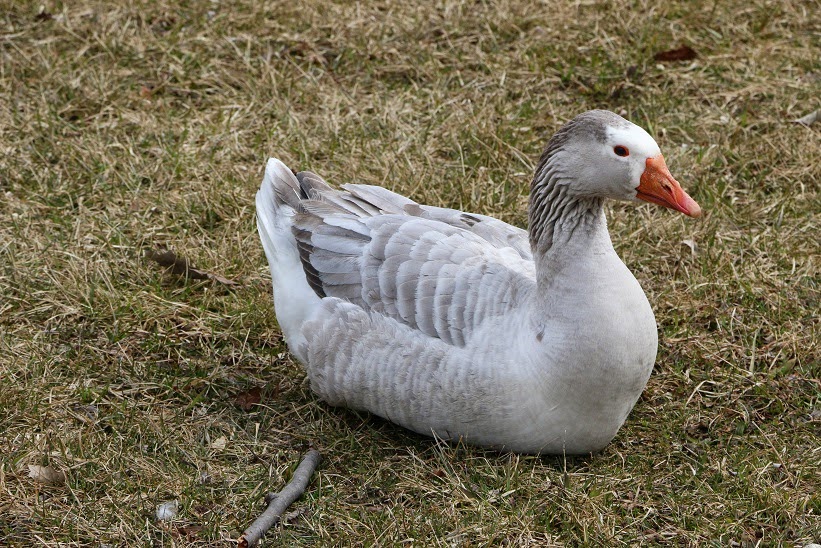 Michigan Exposures: A Grey Goose